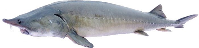 Kaluga hybrid caviar - Caviar